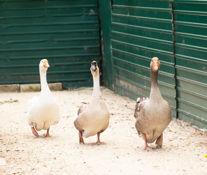Walk of goose stock photo. Image of head, gooses, curiosity - 13176850