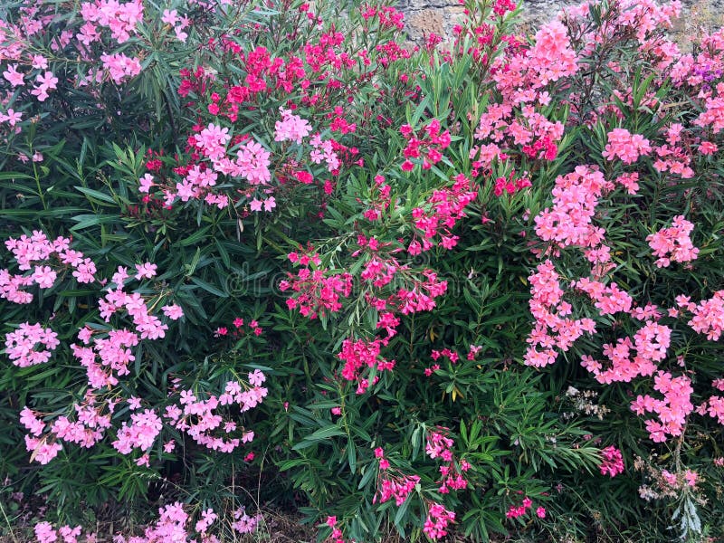 Three Gradations of Oleander Plant in Bloom Stock Photo - Image of ...