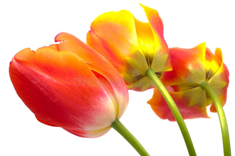 Three Gradient Warm Color Tulip Stock Image - Image of arranged, orange ... Three Gradient Warm Color Tulip Stock Image - Image of arranged, orange ...
