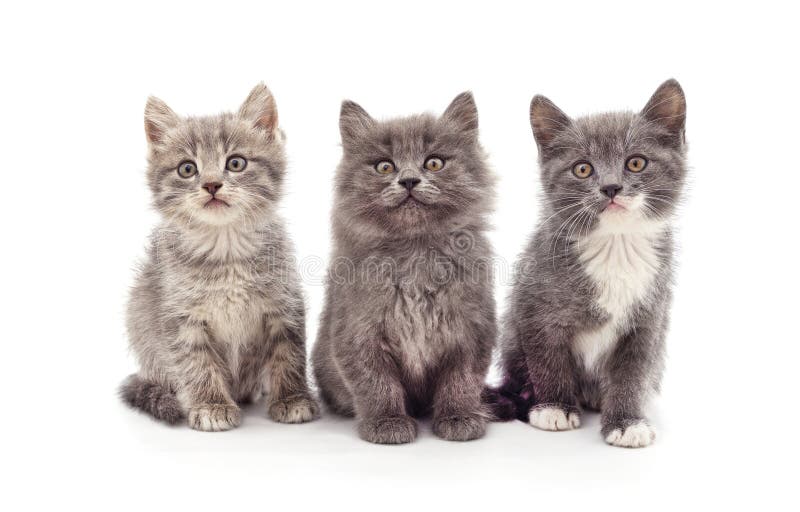 Three red cats. stock image. Image of small, pets, white - 93789621