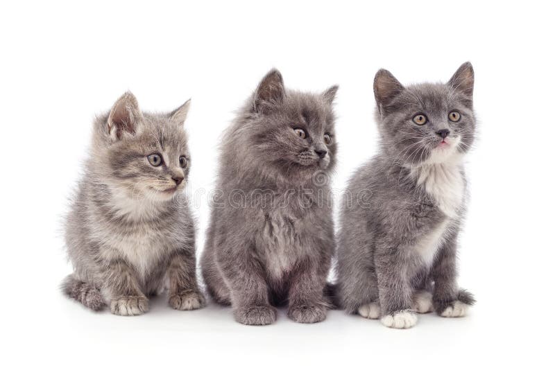 Three red cats. stock image. Image of small, pets, white - 93789621