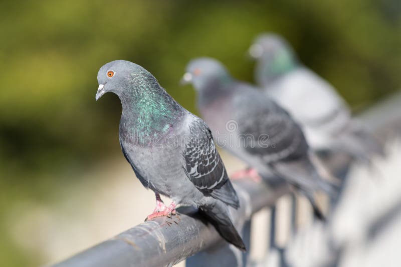 Three gray pigeon stock image. Image of beak, railing - 62593143