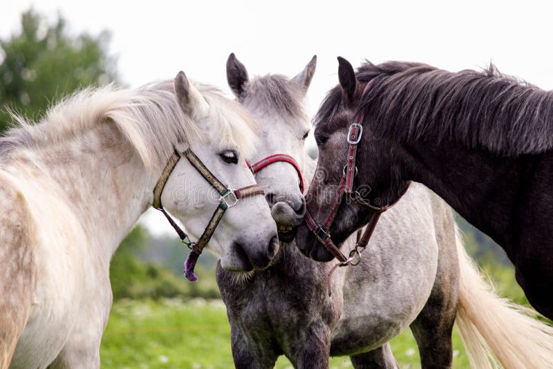 Three Gray Ponys Standing Near Stock Photo - Image of herd, horse: 89321814