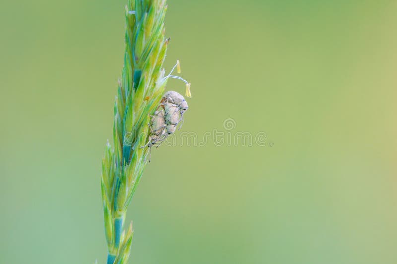 Three Gray Langur Monkeys stock image. Image of sitting - 283808099