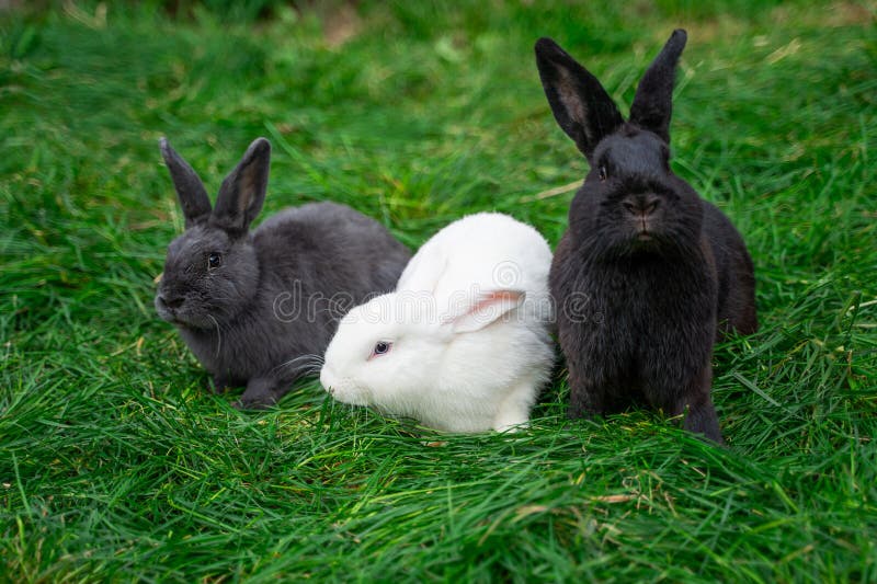Three Gray White Black Medium-sized Rabbit Pannon Ram Sit on Green ...