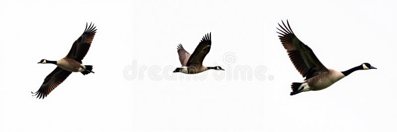 Three Gray and White Canada Geese Flying in Triangular Formation. Birds ...