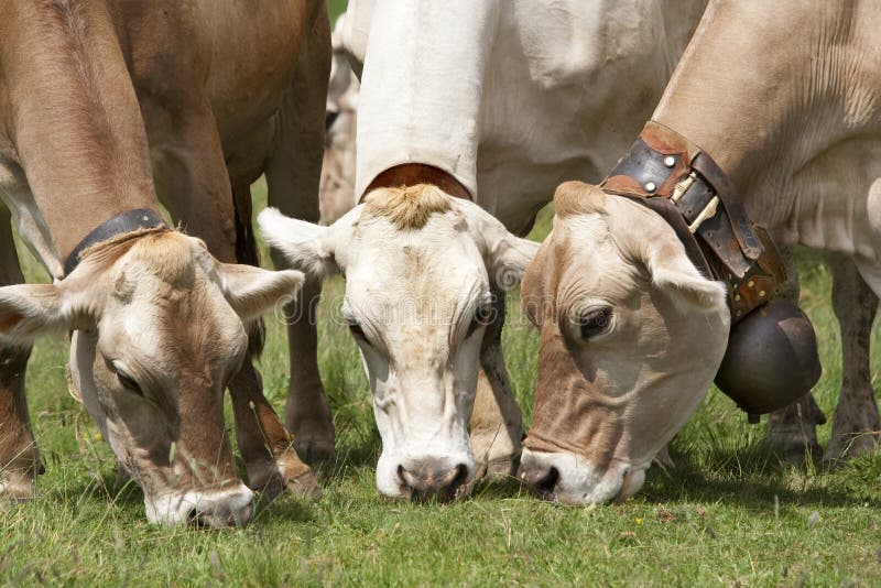 Three Grazing Brown Swiss Cattles Stock Photo - Image of swiss, meadows ...