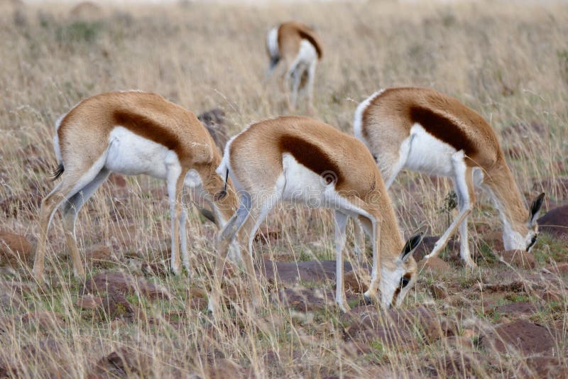 Grazing springbok antelope stock image. Image of mammal - 12569317