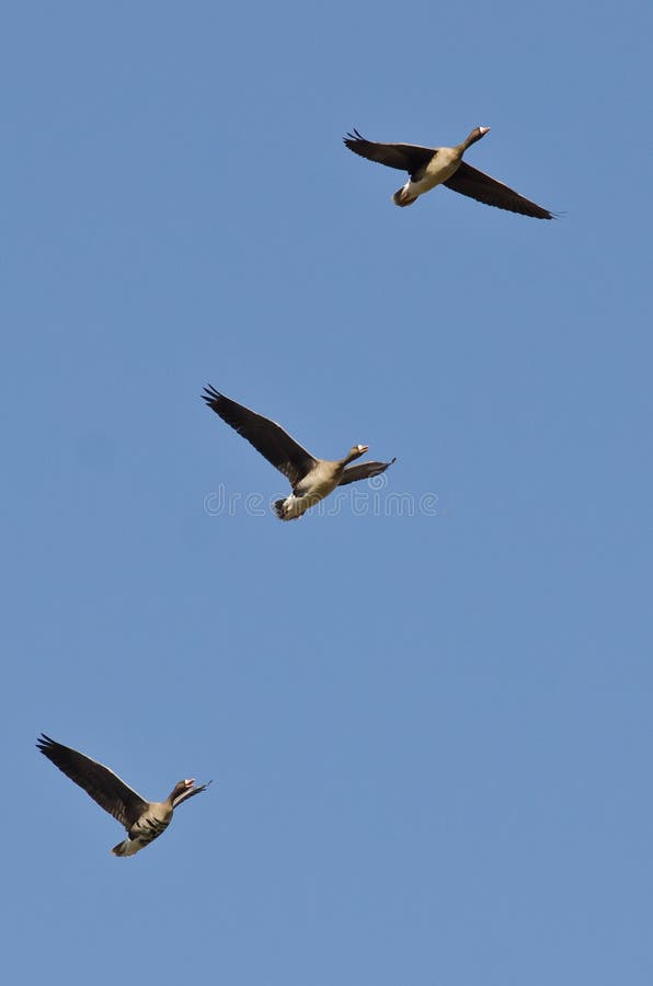 Three Greater White-Fronted Geese Flying in a Blue Sky Stock Photo ...