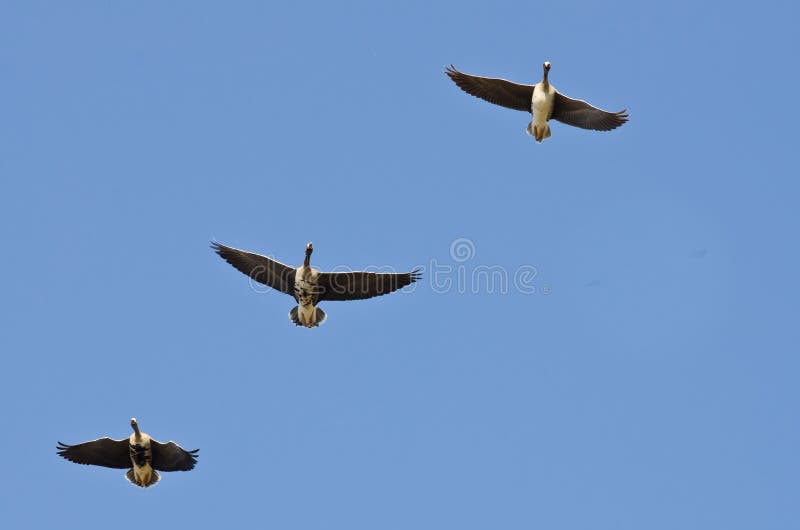 Three Greater White-Fronted Geese Flying in a Blue Sky Stock Photo ...