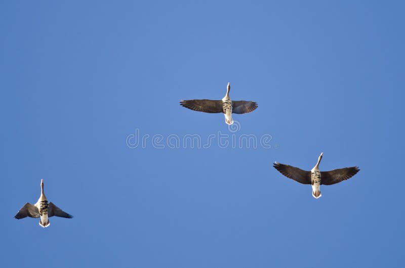 Three Greater White-Fronted Geese Flying in a Blue Sky Stock Image ...