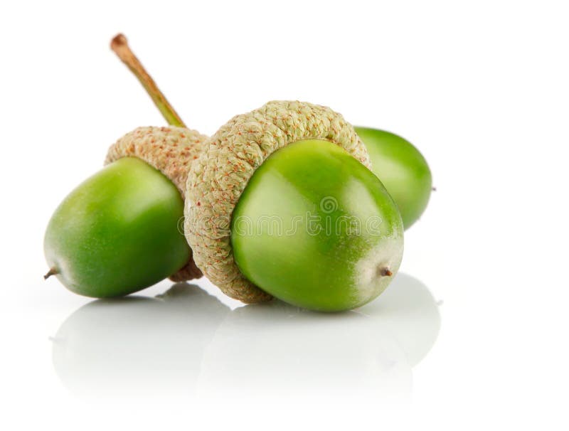 Three Green Acorn Fruits Isolated Stock Photo - Image of green, natural ...