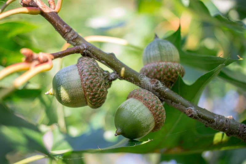 Three Green Acorn Nuts on Oak Tree Branches Stock Photo - Image of leaf ...