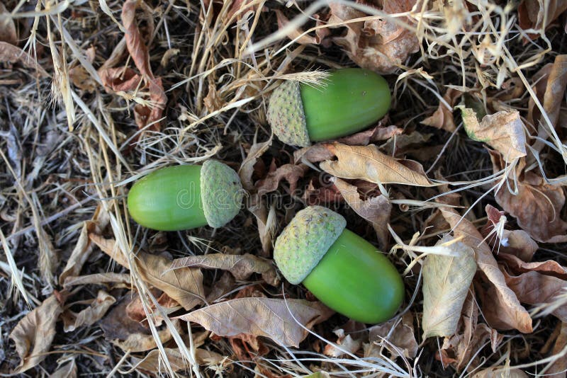 Three Green Acorns on Dry Grass. Immature Acorns Stock Image - Image of ...