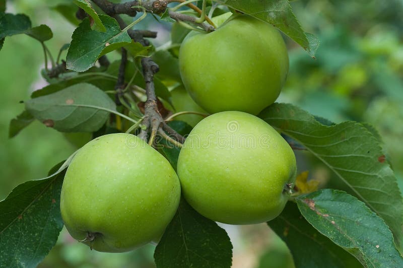 Three green apples. stock image. Image of apples, leaves - 7655655