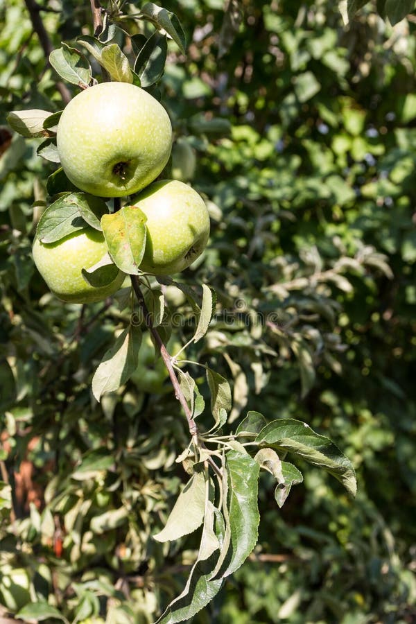 Three Green Apples on a Branch among the Leaves Stock Photo - Image of ...