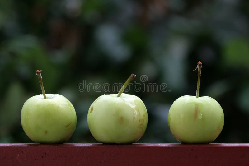 Three green apples stock photo. Image of white, granny - 42167166