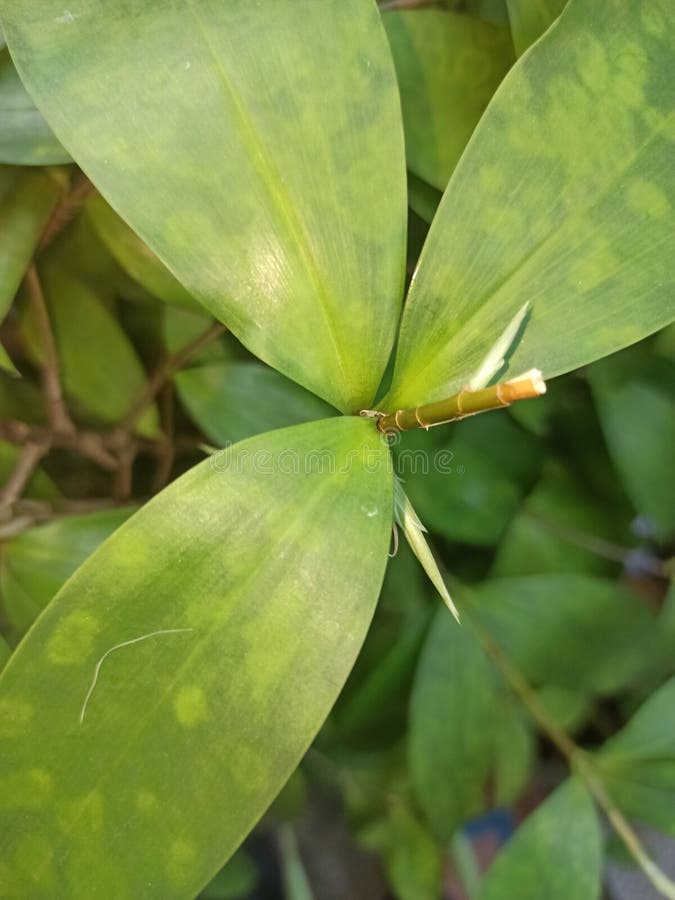 Three green leaf stock image. Image of wildflower, insect - 248983433