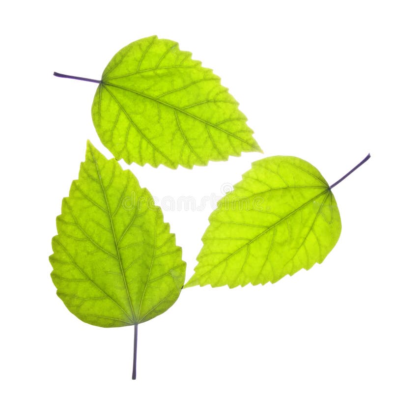 580+ Three green leaves Free Stock Photos - StockFreeImages