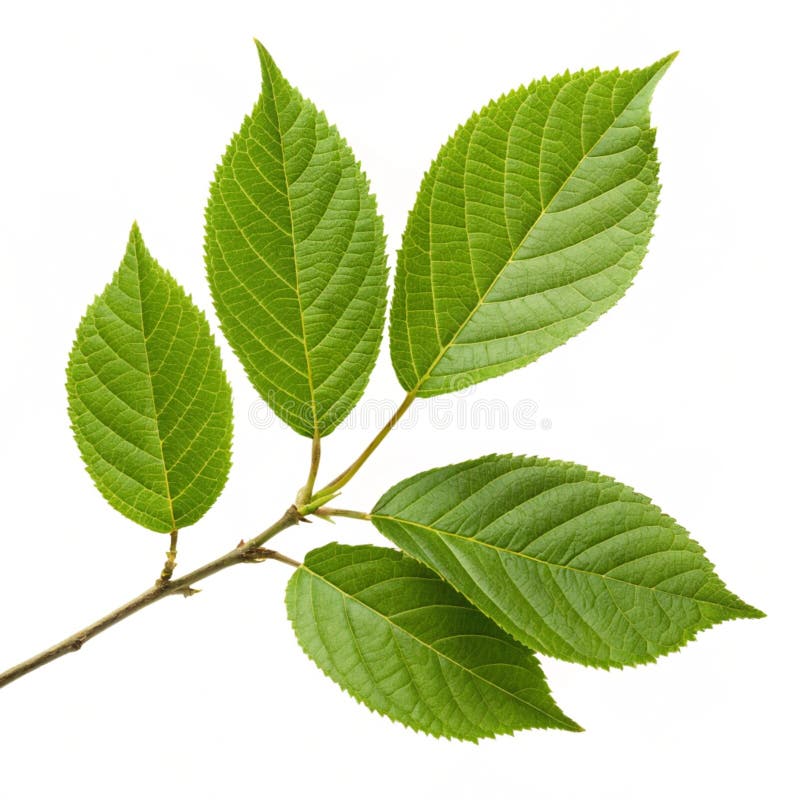 Three Green Leaves on a Branch Isolated on Transparent Background Stock ...