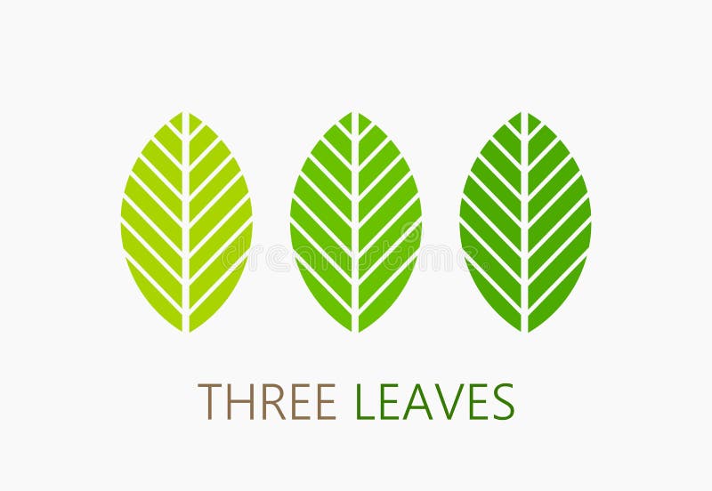 Three Green Leaves Icons, Symbols or Logo Stock Vector - Illustration ...