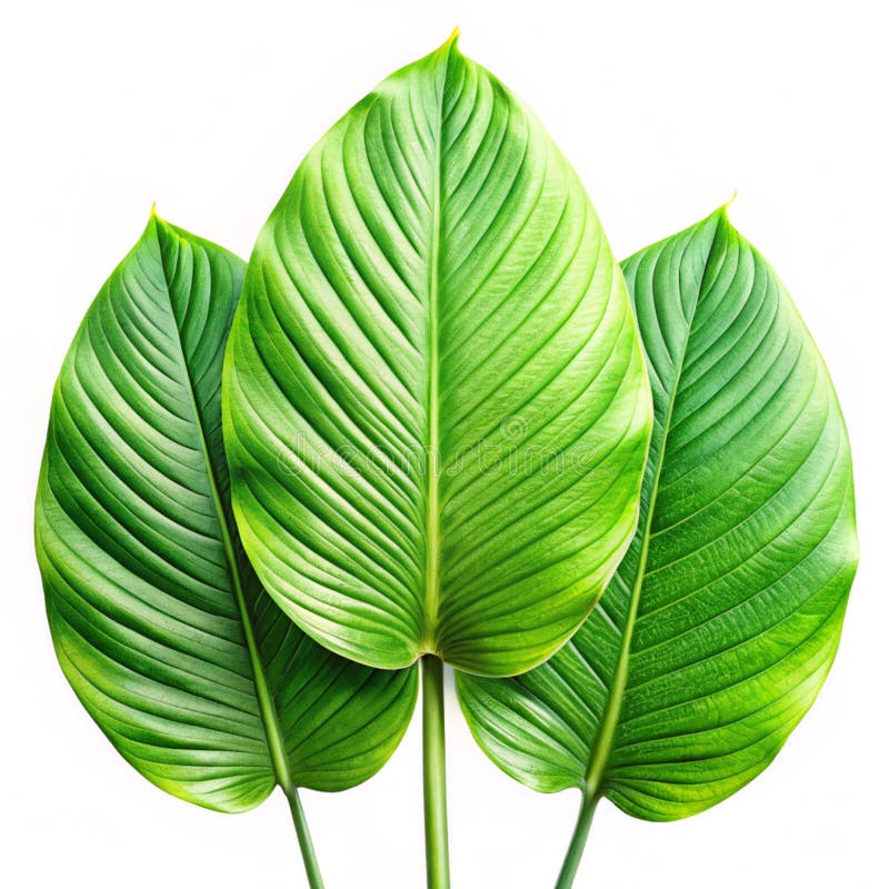 Three Green Leaves Illustration Stock Illustration - Illustration of ...