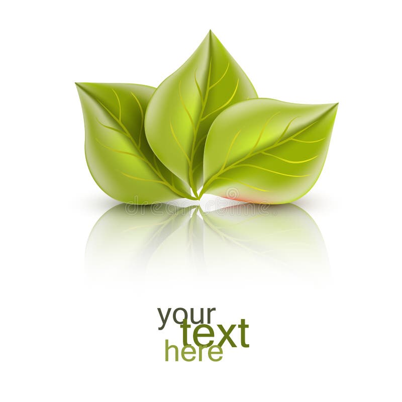 Three Green Leaves. Vector Leaves with Reflection Stock Vector ...