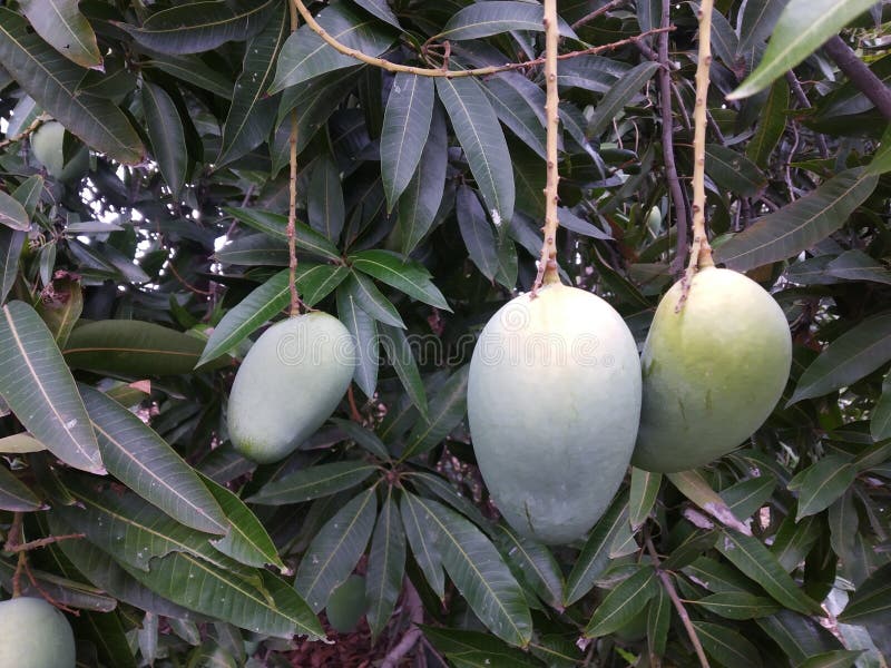 Three Green Mango at Tree with Green Leaves Stock Image - Image of ...