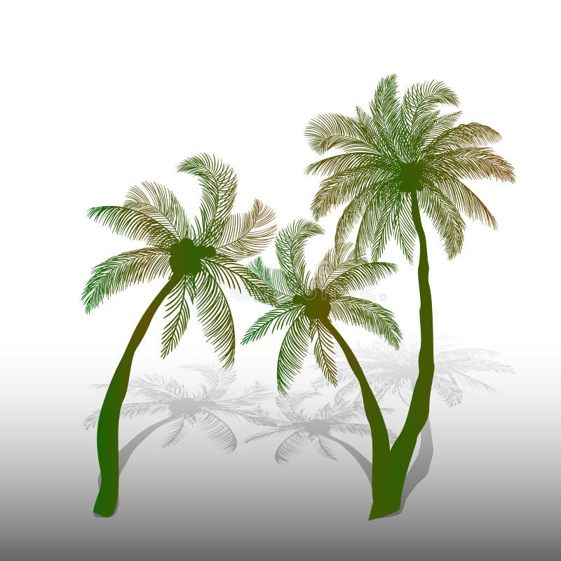 Three Green Palm Trees with Shadow on White Background, Stock Vector ...