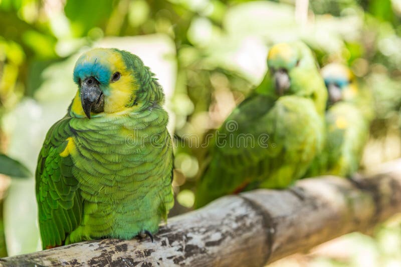 Three Green Parrots stock photo. Image of parrot, bolivia - 96720688