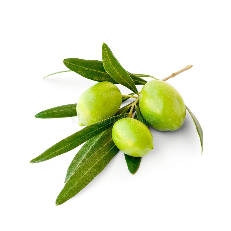 Ripe olives stock photo. Image of healthy, grow, branch - 66423144