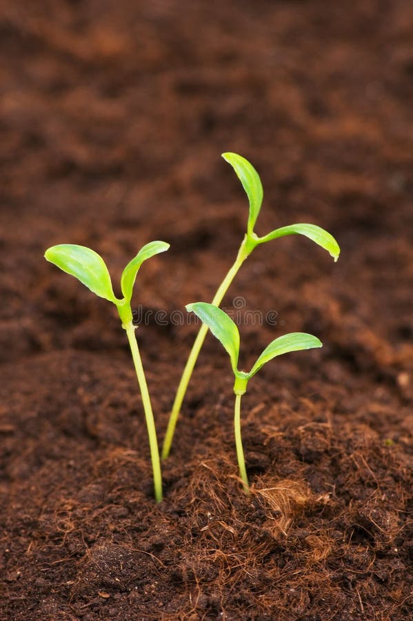 Three Green Seedlings Growing Out of Soil Stock Photo - Image of macro ...