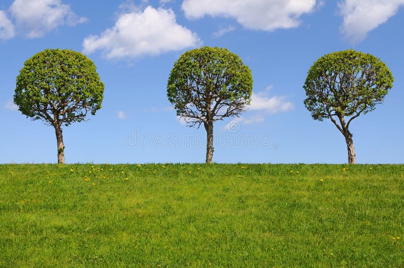 Three Green Trees in Summer Stock Photo - Image of clean, agriculture ...