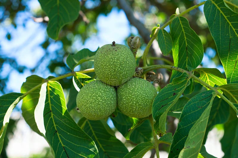 Three green walnut stock photo. Image of branch, growth - 70796896