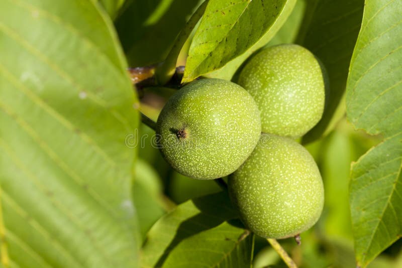Three green walnuts stock image. Image of group, food - 130505269