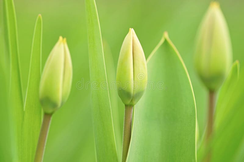 Three Green Young Tulips Grow in the Spring Garden Stock Image - Image ...