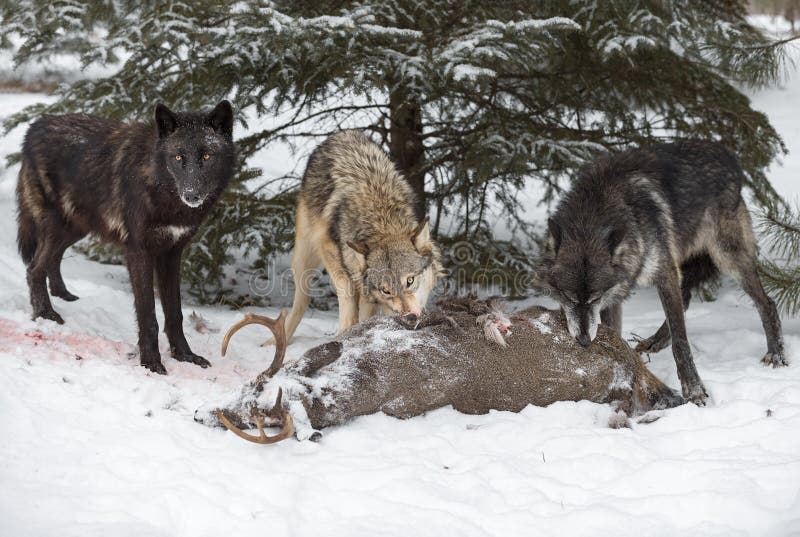 Three Grey and Black Phase Wolves Canis Lupus Feed on White-Tail Deer ...