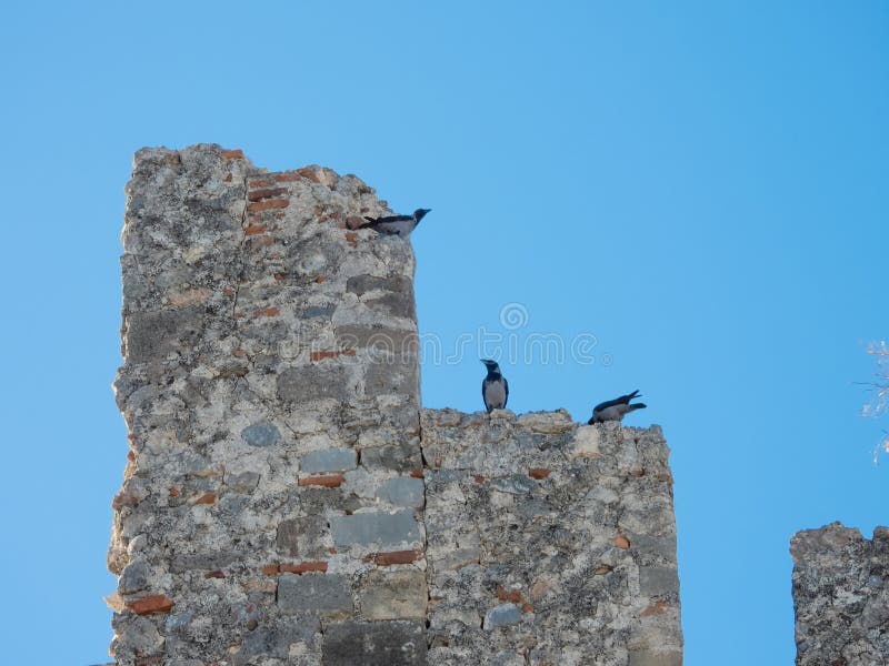 Three Crows on the Edge of a Stone Building in an Old Castle Stock ...