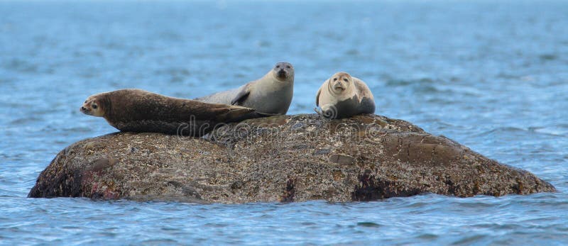 Three Grey Seals on Rock in Water Stock Image - Image of rock, looking ...