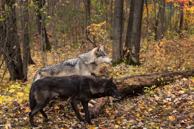 Three Grey Wolves (Canis Lupus) Look Intently Right from Log Autumn ...