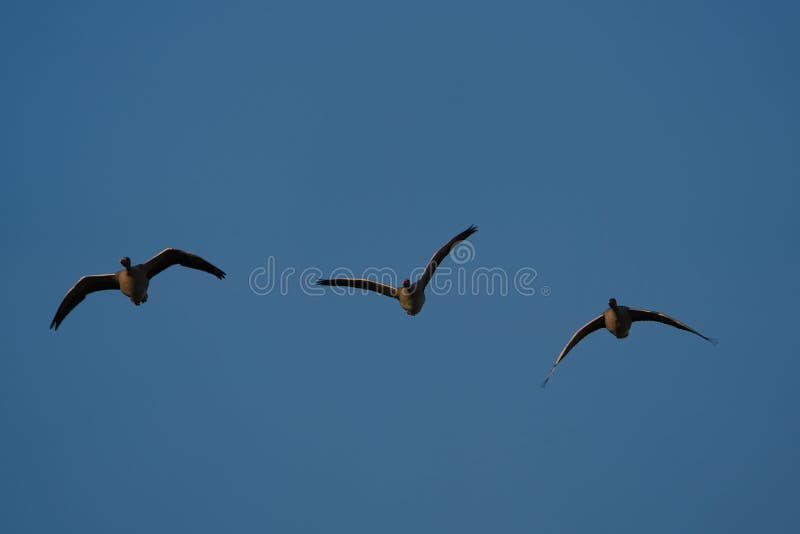Three Greylag Geese Flying in a Row in the Morning Stock Photo - Image ...