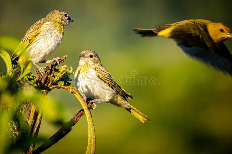 Three Ground Canary Birds (Sicalis Flaveola) on a Tree Branch. Forest ...