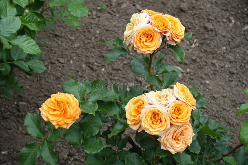 Three Groups of Orange Flowers of Rose in June Stock Image - Image of ...