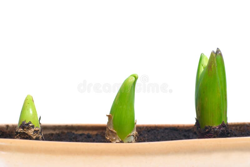 Three growing plants stock image. Image of hyacinth, garden - 29078957