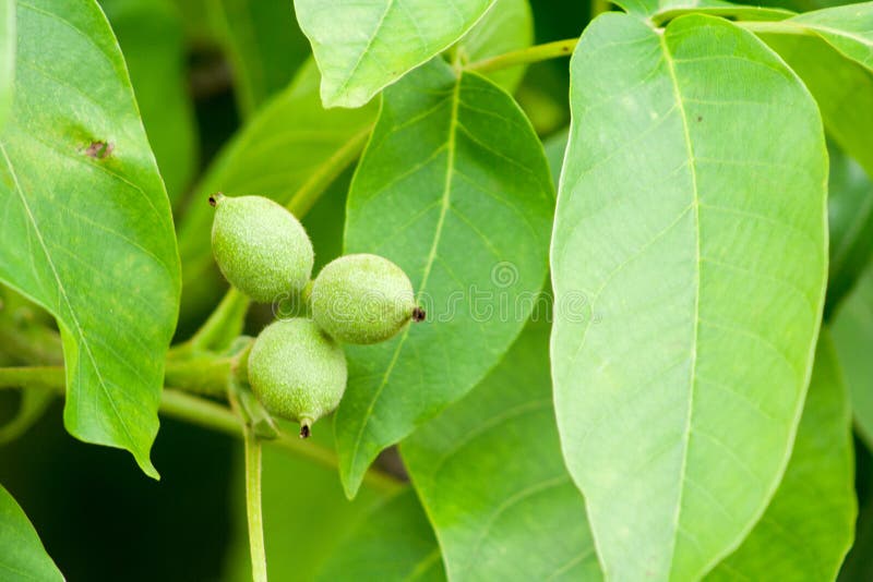 Cut a Walnut Tree. Tree Rings Background Stock Photo - Image of rough ...