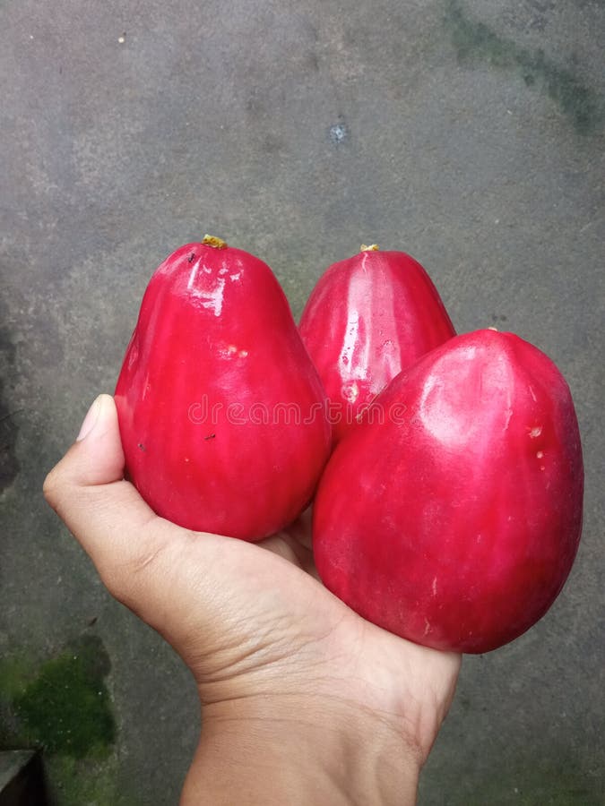 Three Guava Fruit in Your Hand Stock Photo - Image of guava, three ...