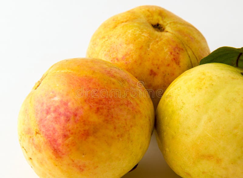 Yellow guava with leaf stock image. Image of healthy - 49077461