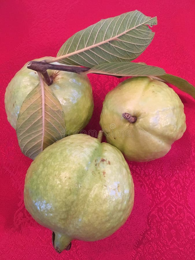 Three Guavas stock photo. Image of rest, tablecloth - 134543238