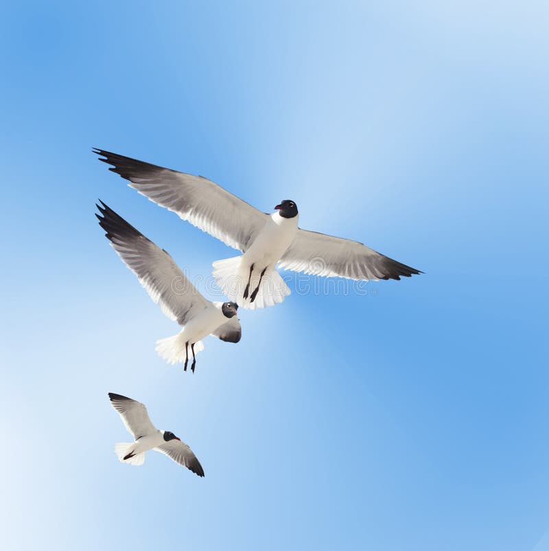 Gulls in flight stock image. Image of gulls, farm, flying - 46001437