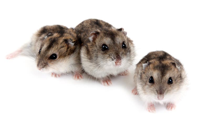 Three Hamsters Stock Image - Image: 13848401